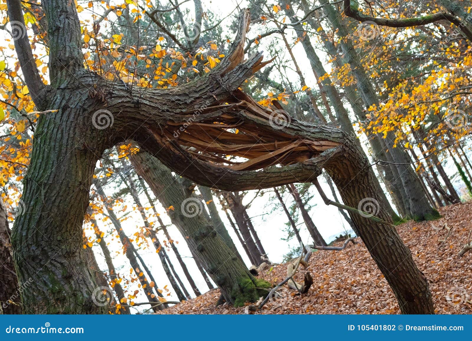 Broken Tree Branch in Woods Stock Photo - Image of woods, tree: 105401802