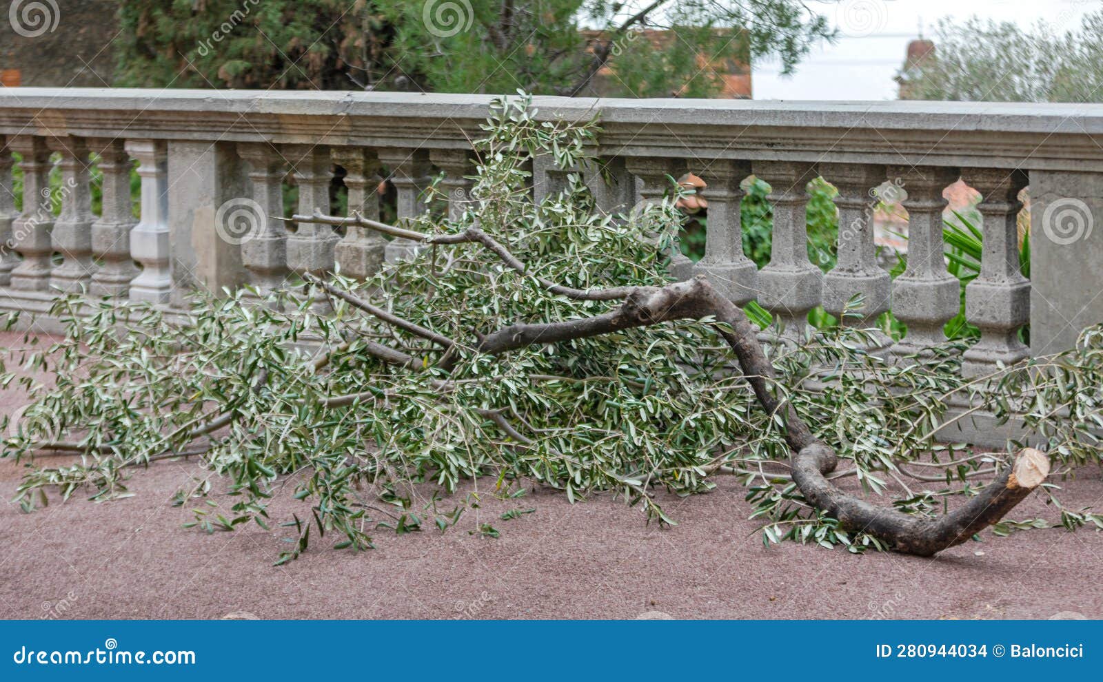 Broken Tree Branch stock photo. Image of damage, nice - 280944034