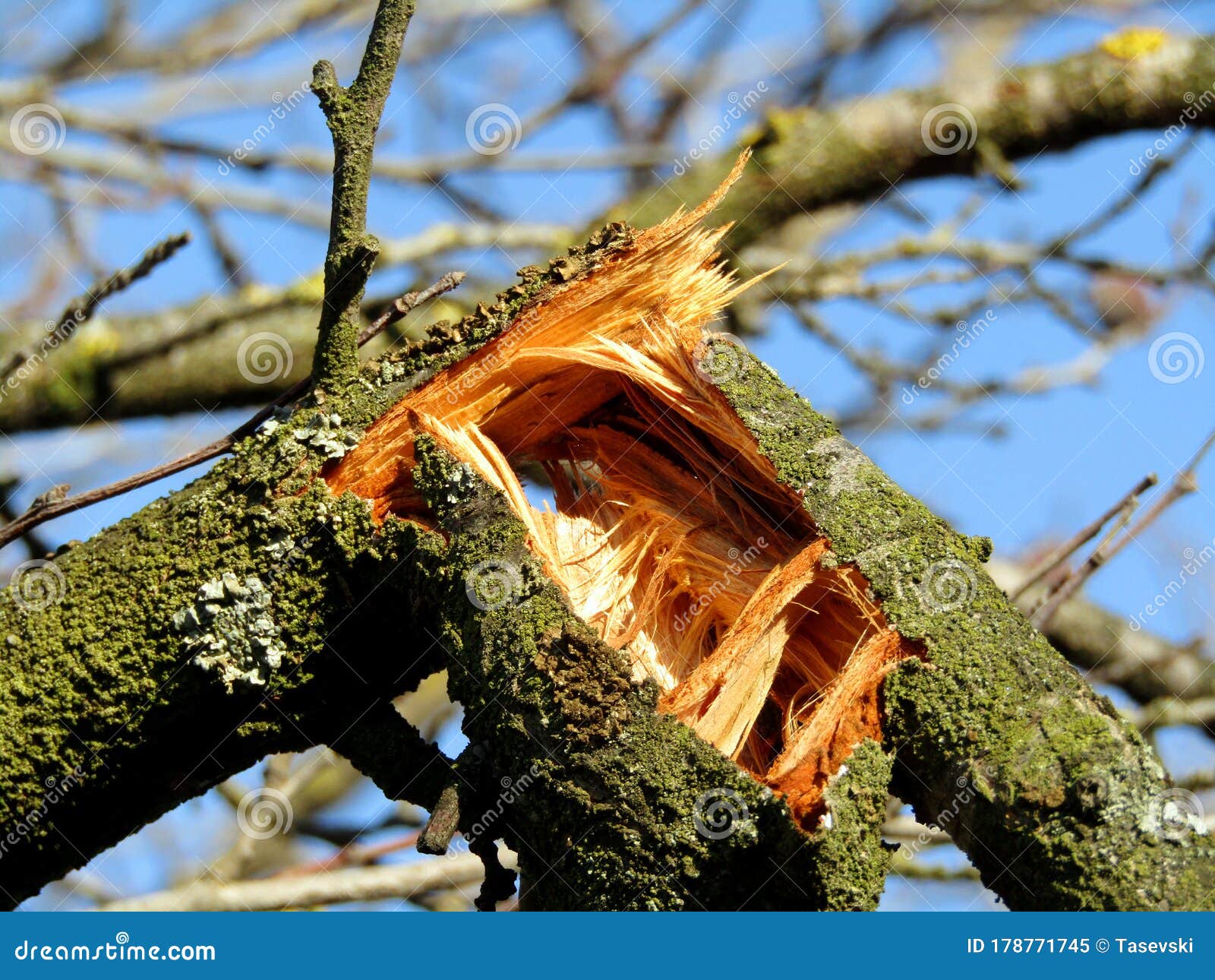 Broken Tree Branch Close-up Stock Image - Image of outdoors, season ...