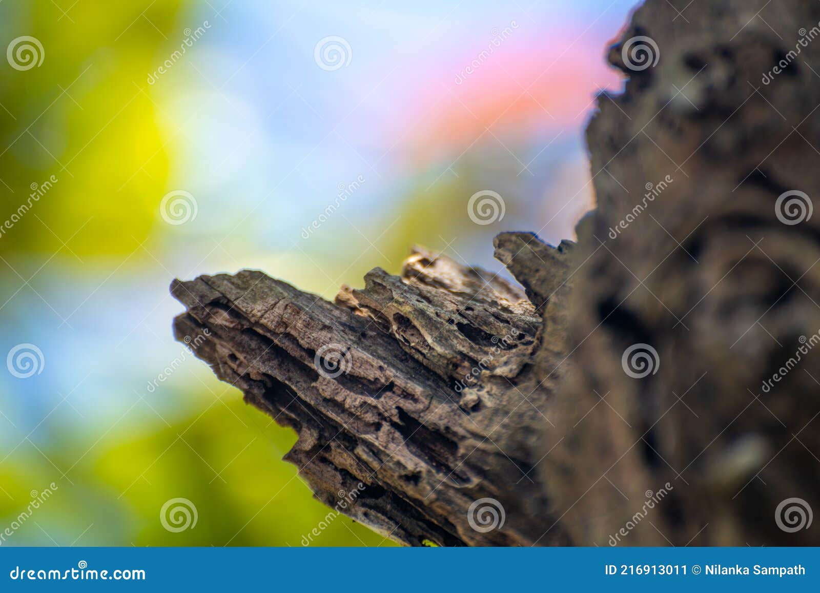 Broken Tree Branch Close Up. Old and Huge Dead Tree Stock Image - Image ...