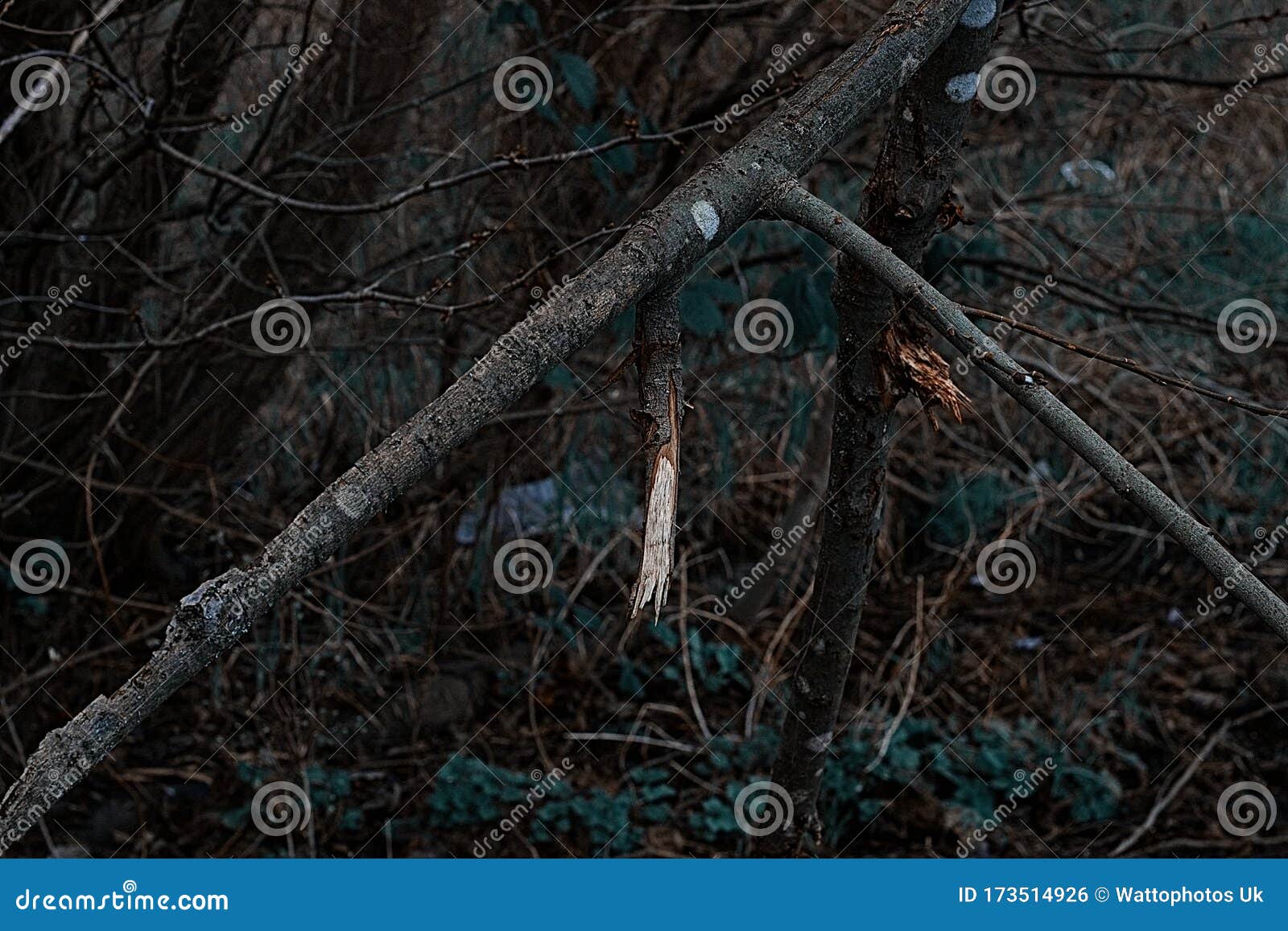 Broken Tree Branch Forest Trees Up Close Stock Photo - Image of close ...