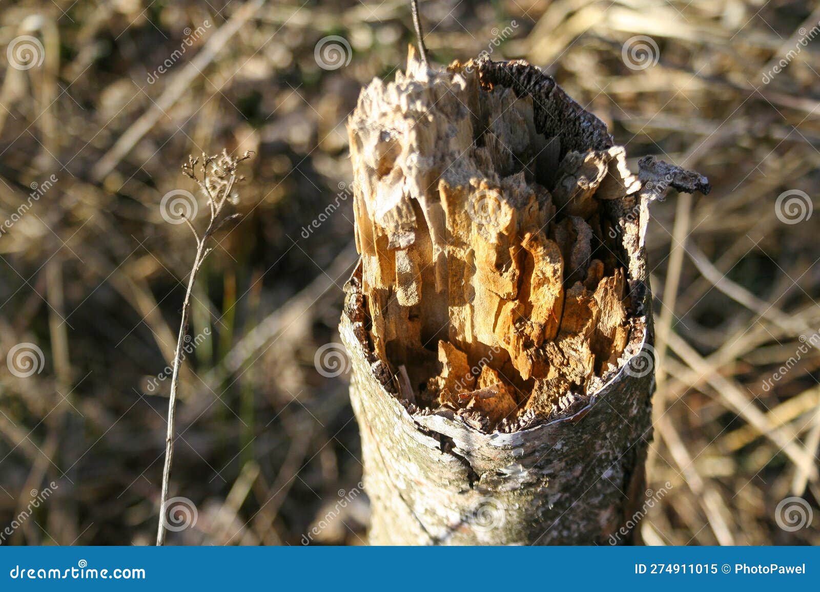 Broken Tree. a Tree Branch that Has Broken. Forest Stock Image - Image ...