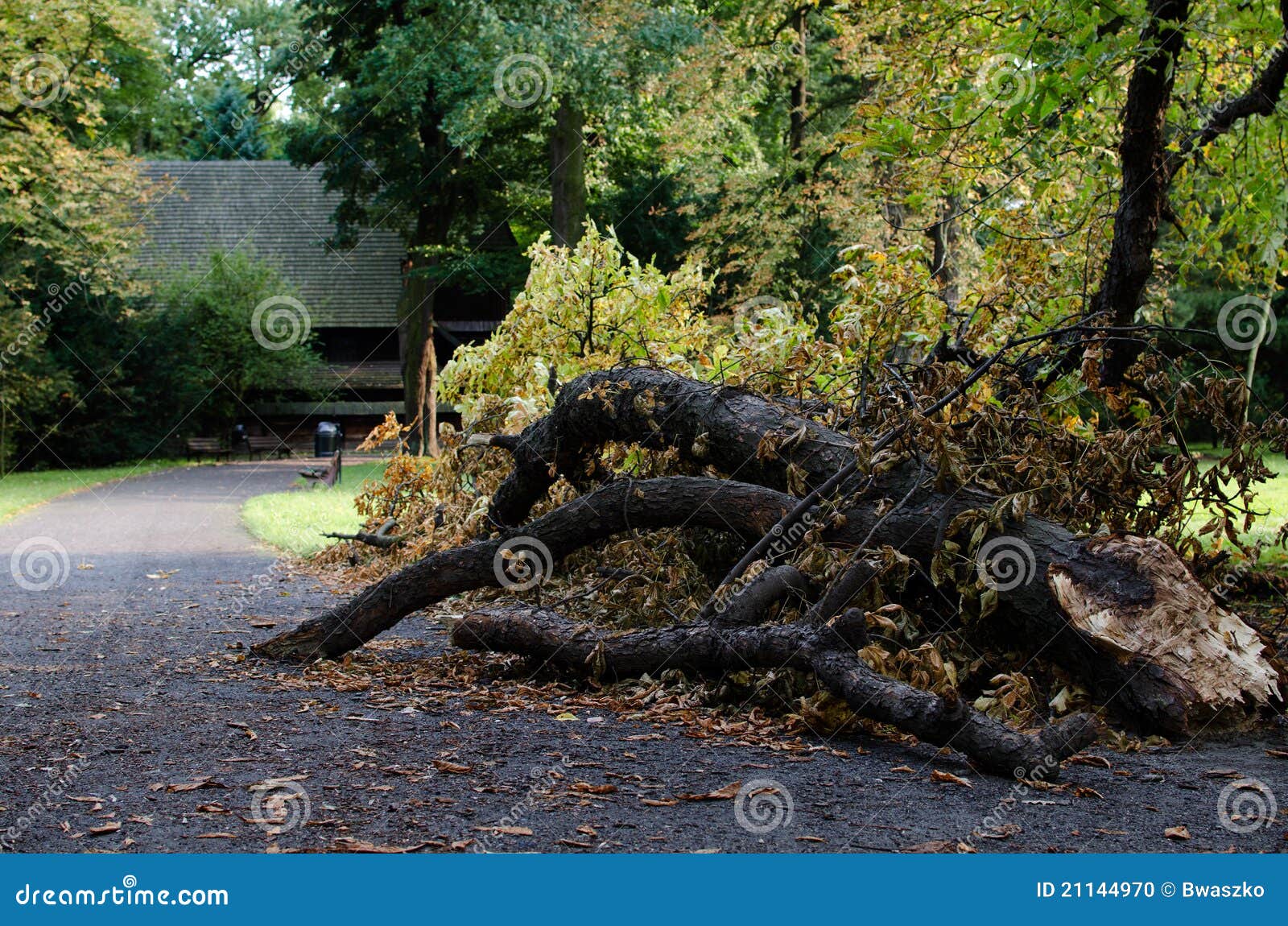 Broken Tree Branch and a Path Stock Photo - Image of szczytnicki, space ...