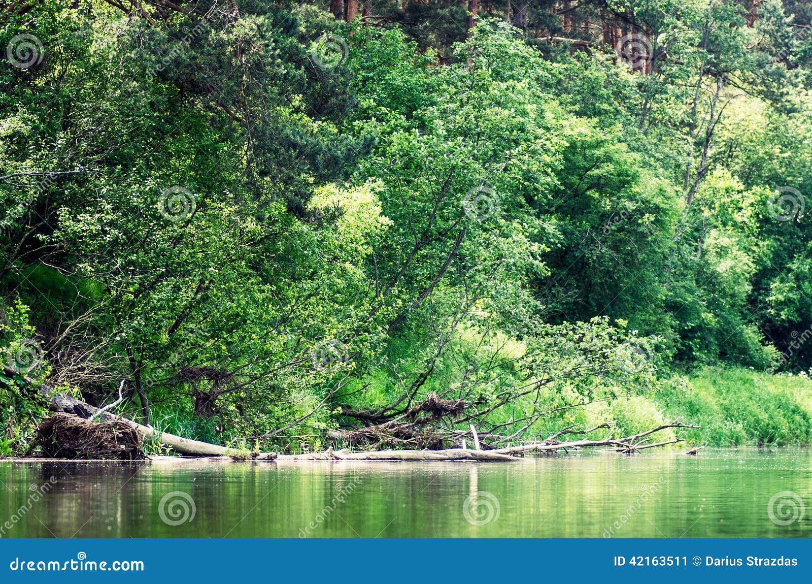 Broken tree branch stock image. Image of dead, green - 42163511