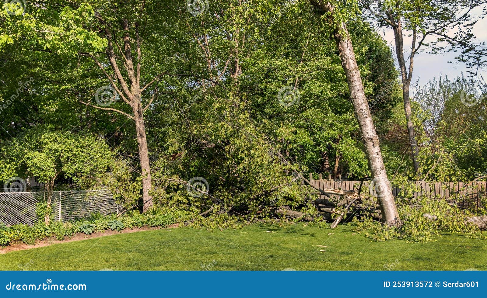 Broken branch stock photo. Image of nature, summer, damage - 253913572