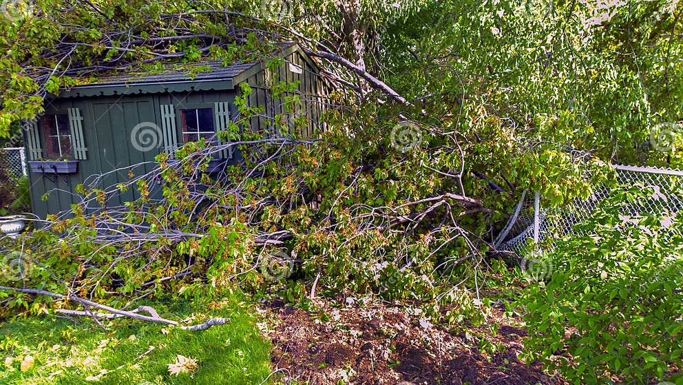 Broken branch stock image. Image of green, backyard - 253913667