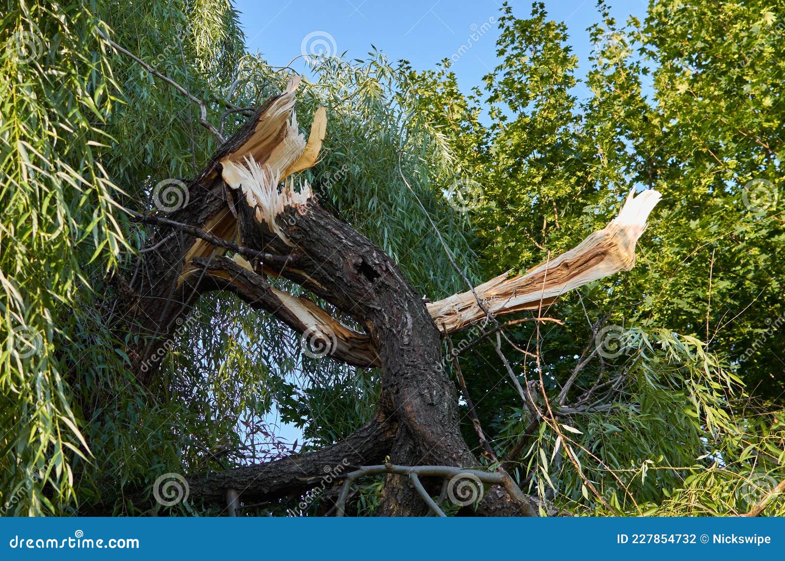 Broken Tree Branch. Storm Damaged Willow Tree Branch Stock Photo ... Broken Tree Branch. Storm Damaged Willow Tree Branch Stock Photo ...