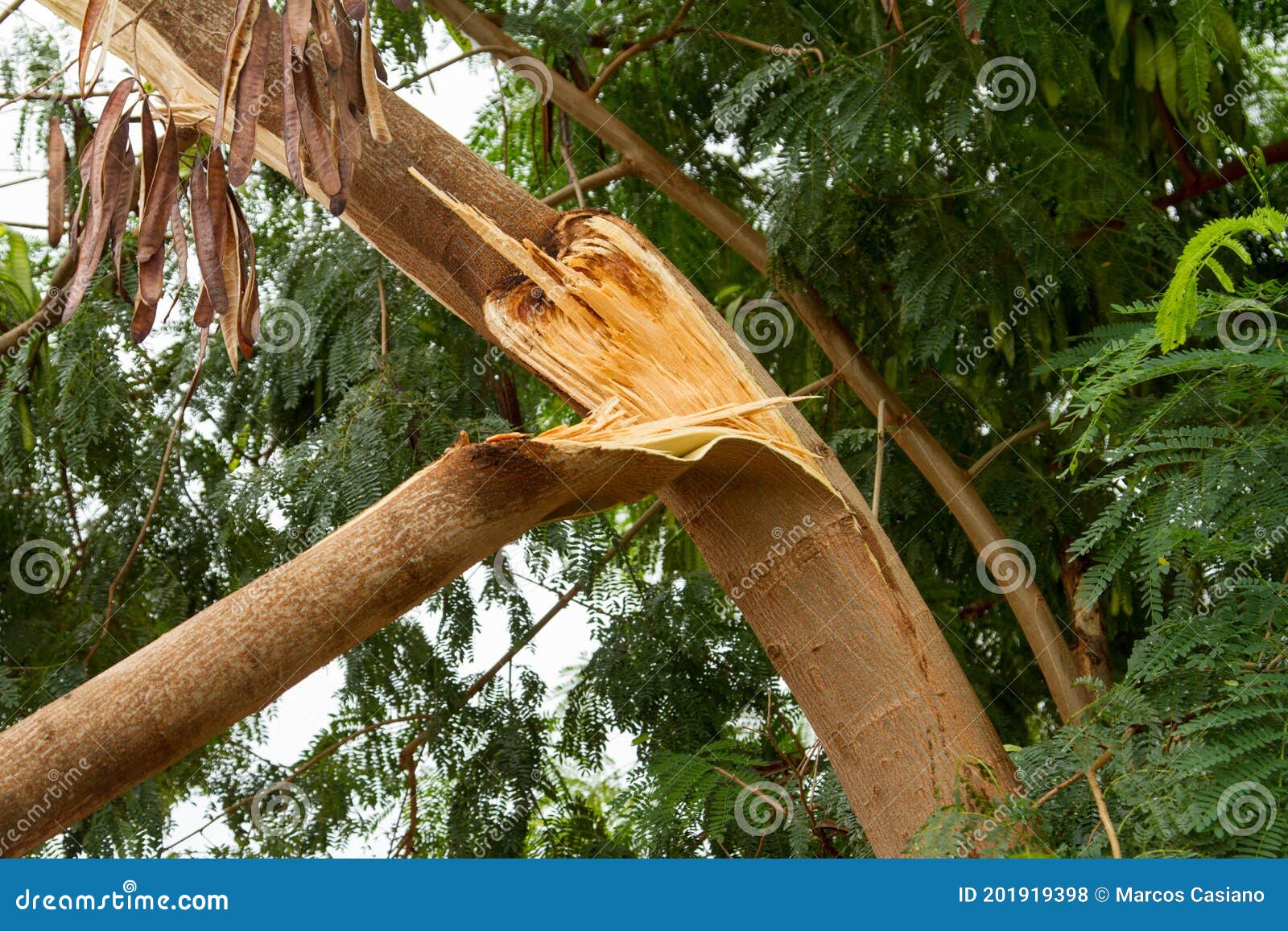A broken Tree branch stock photo. Image of rain, view - 201919398