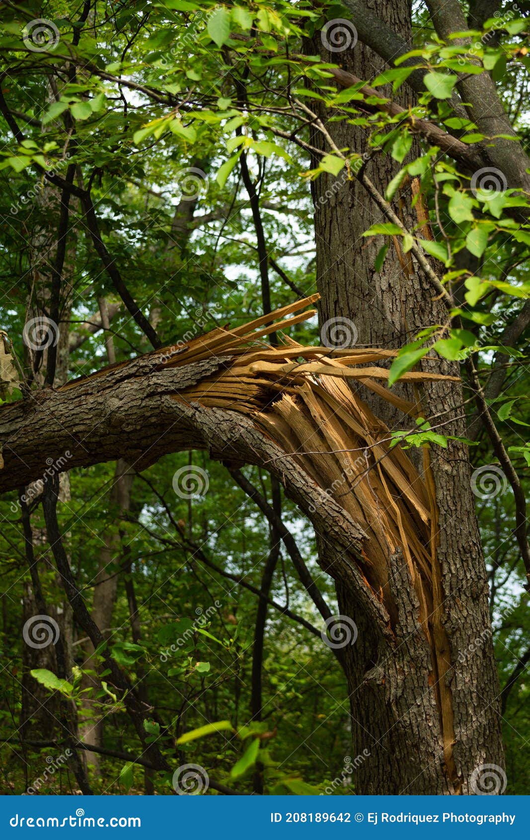 Broken tree branch stock photo. Image of nature, splinter - 208189642