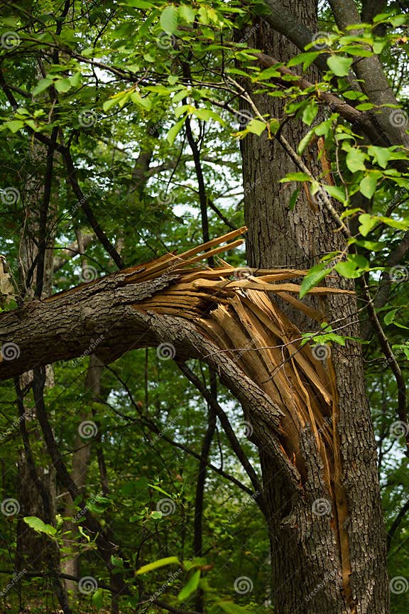 Broken tree branch stock photo. Image of nature, splinter - 208189642