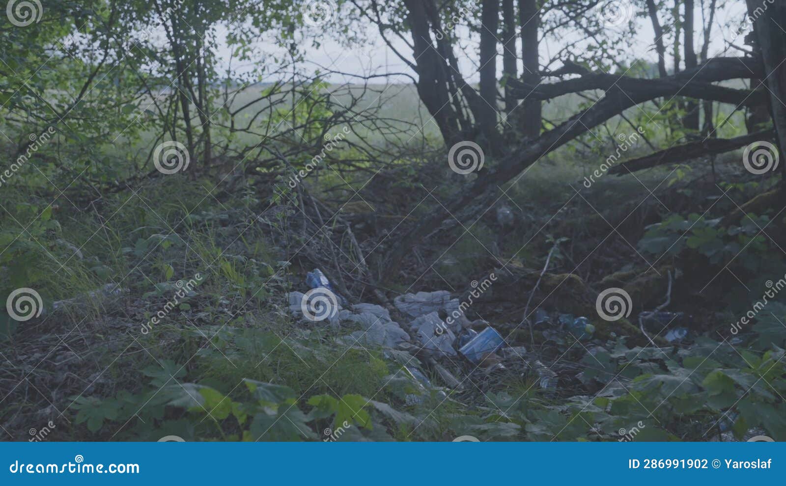 Broken Tree Branches Lay on Pile of Stones and Grass Stock Footage ...