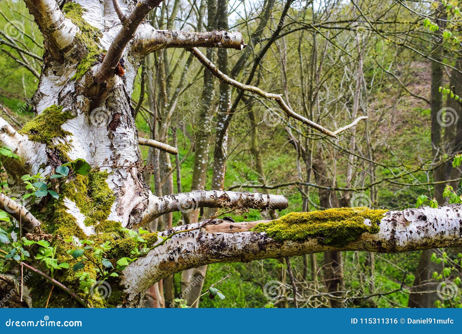 Broken Tree Branches in the Natures Forest Stock Photo - Image of ...