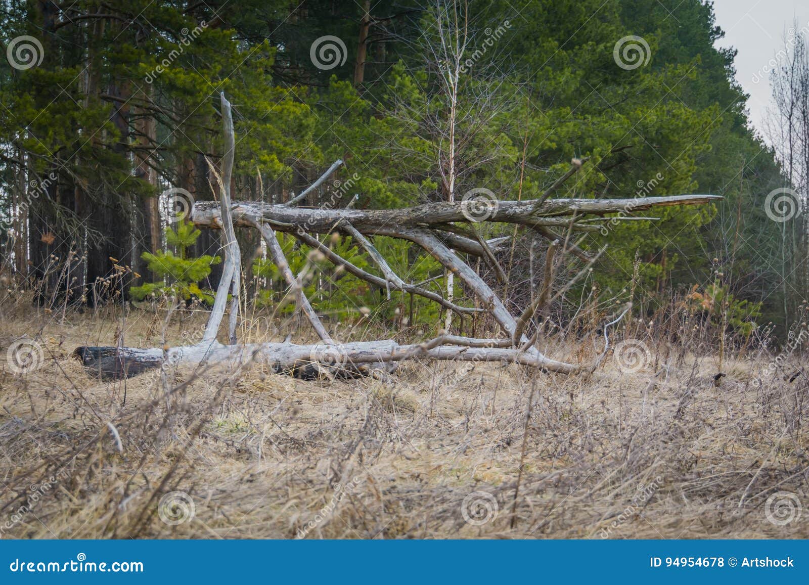 Broken Tree Branches stock photo. Image of summer, wood - 94954678