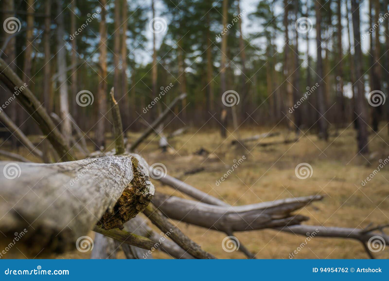 Broken Tree Branches stock photo. Image of broken, dead - 94954762