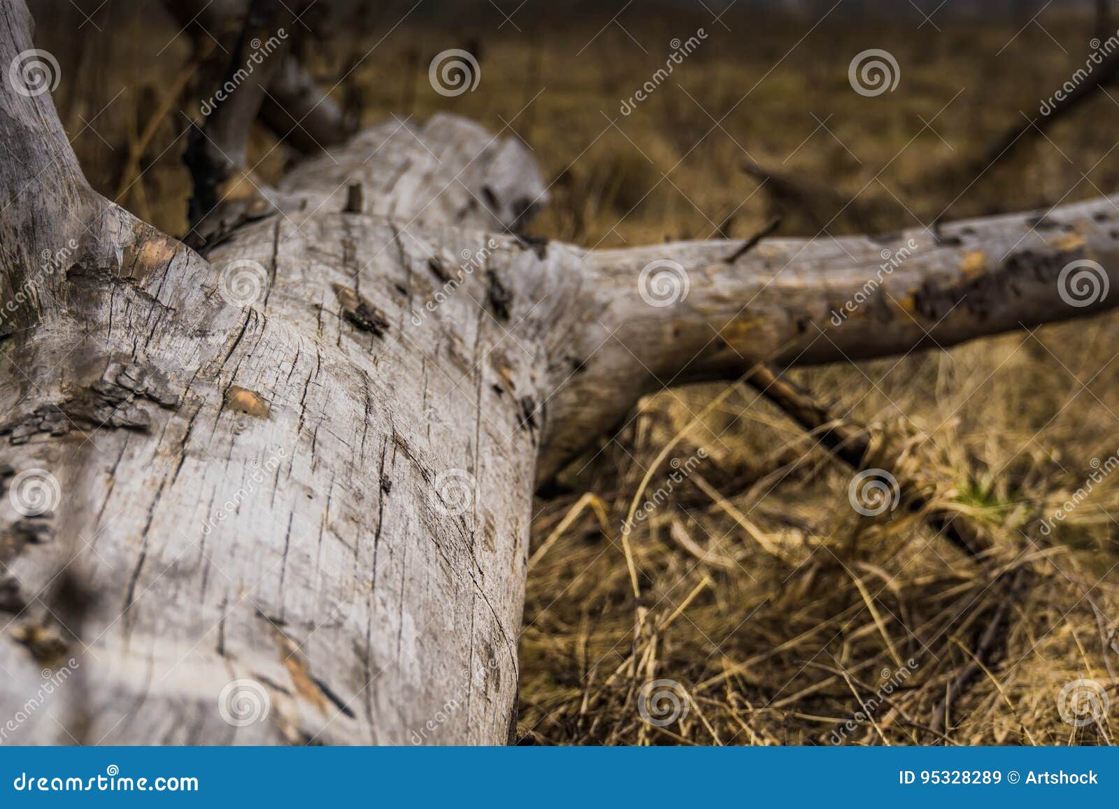 Broken Tree Branches stock image. Image of fallen, tree - 95328289