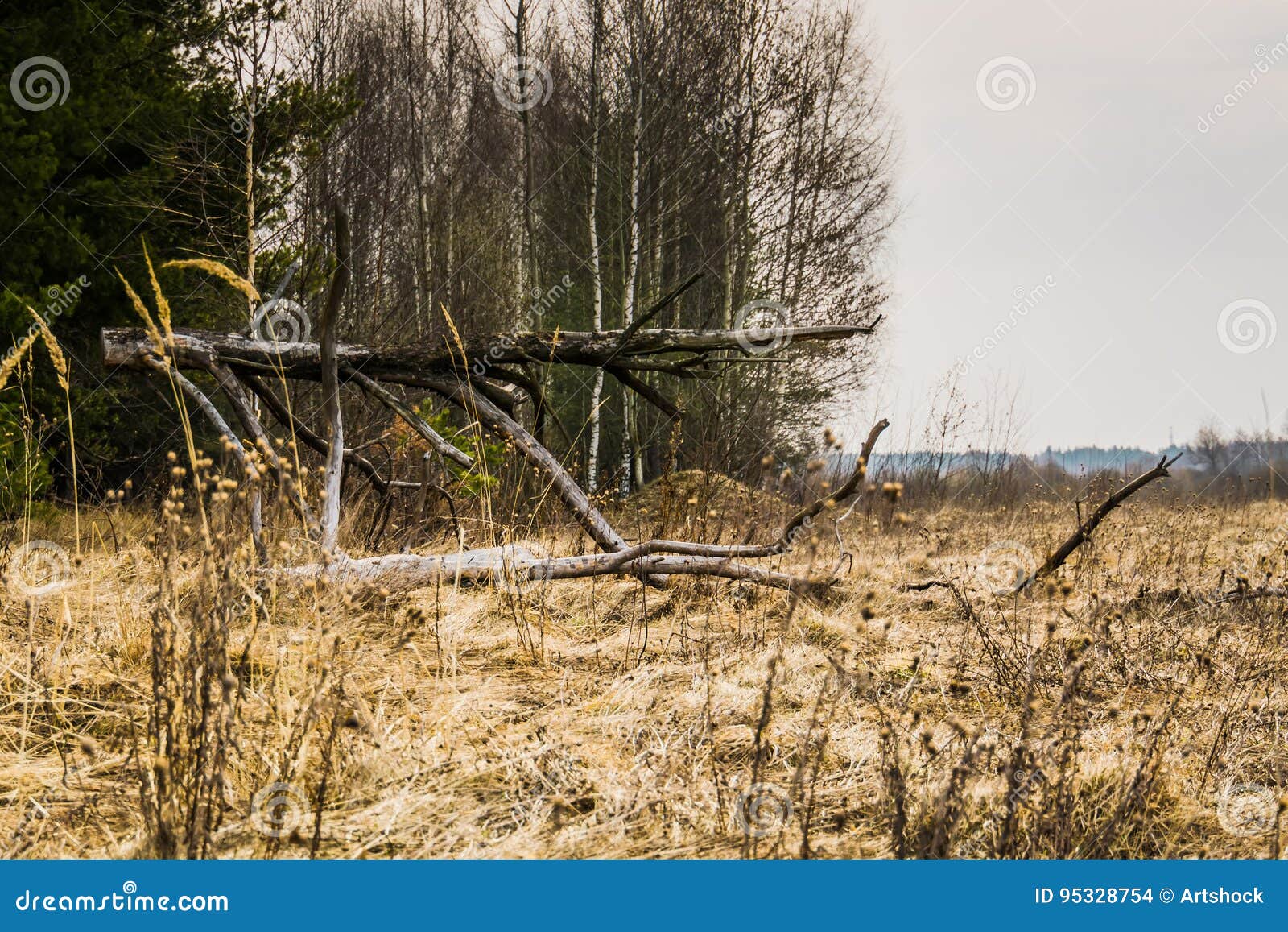 Broken Tree Branches stock photo. Image of park, weather - 95328754