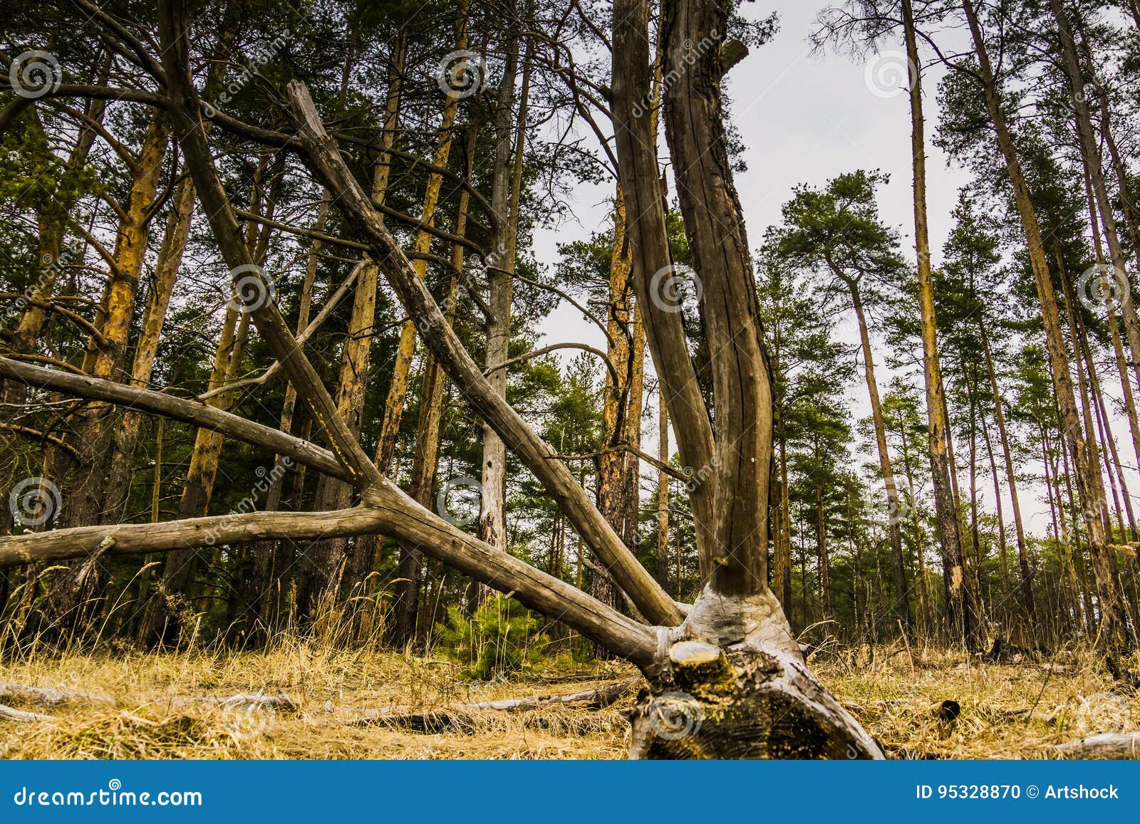 Broken Tree Branches stock photo. Image of ecology, nature - 95328870