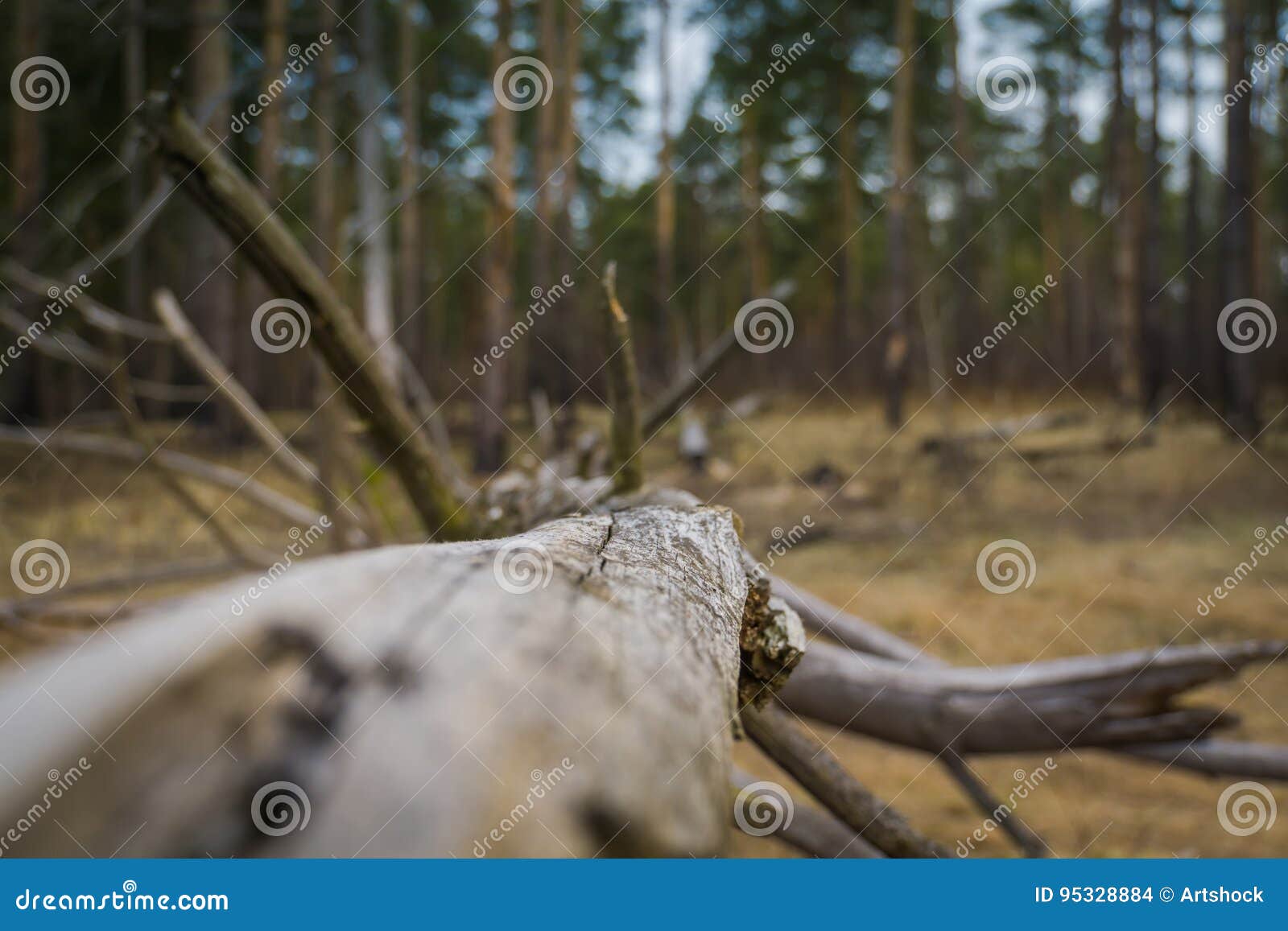 Broken Tree Branches stock photo. Image of tree, branch - 95328884