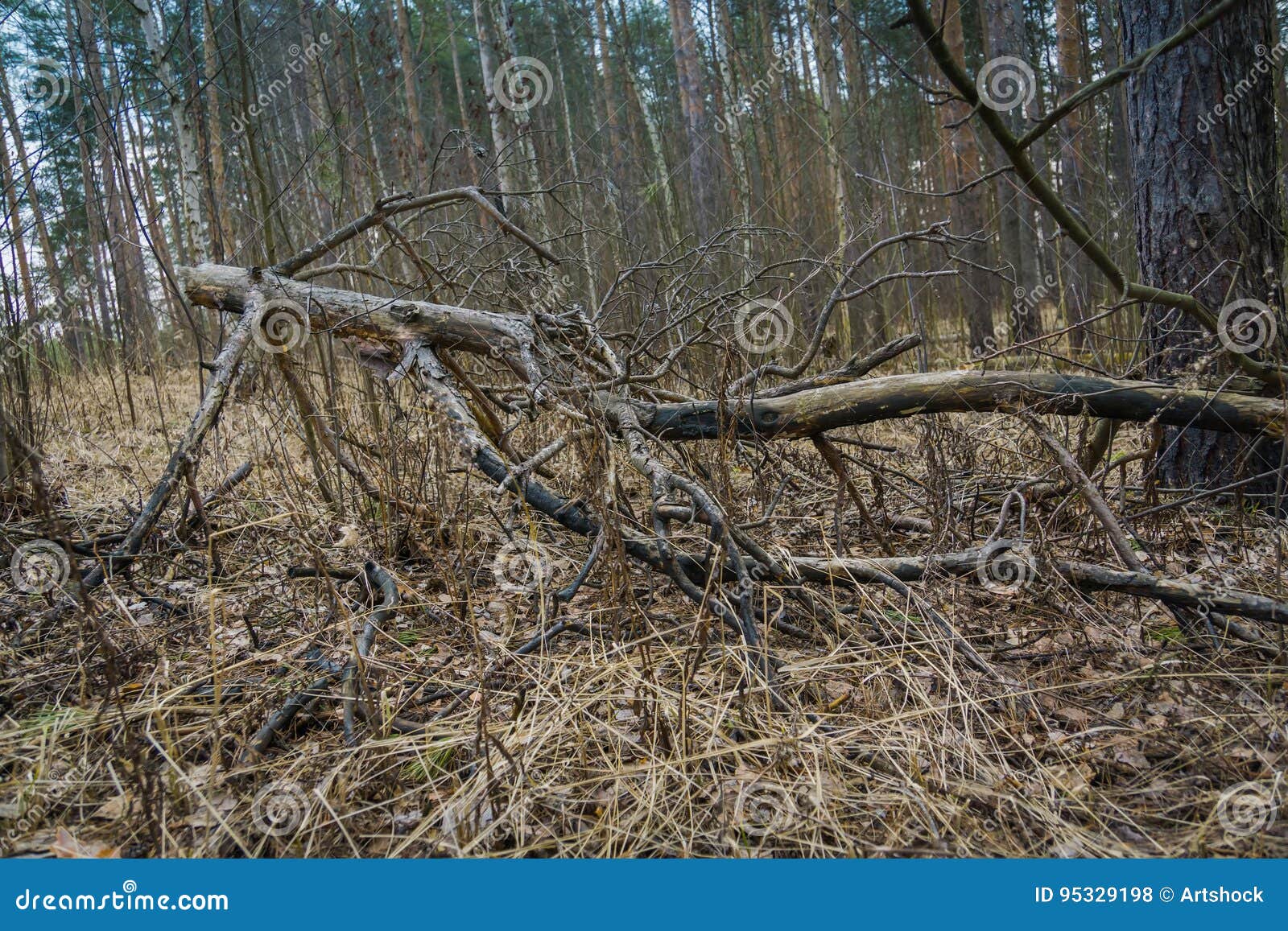 Broken Tree Branches stock photo. Image of summer, weather - 95329198
