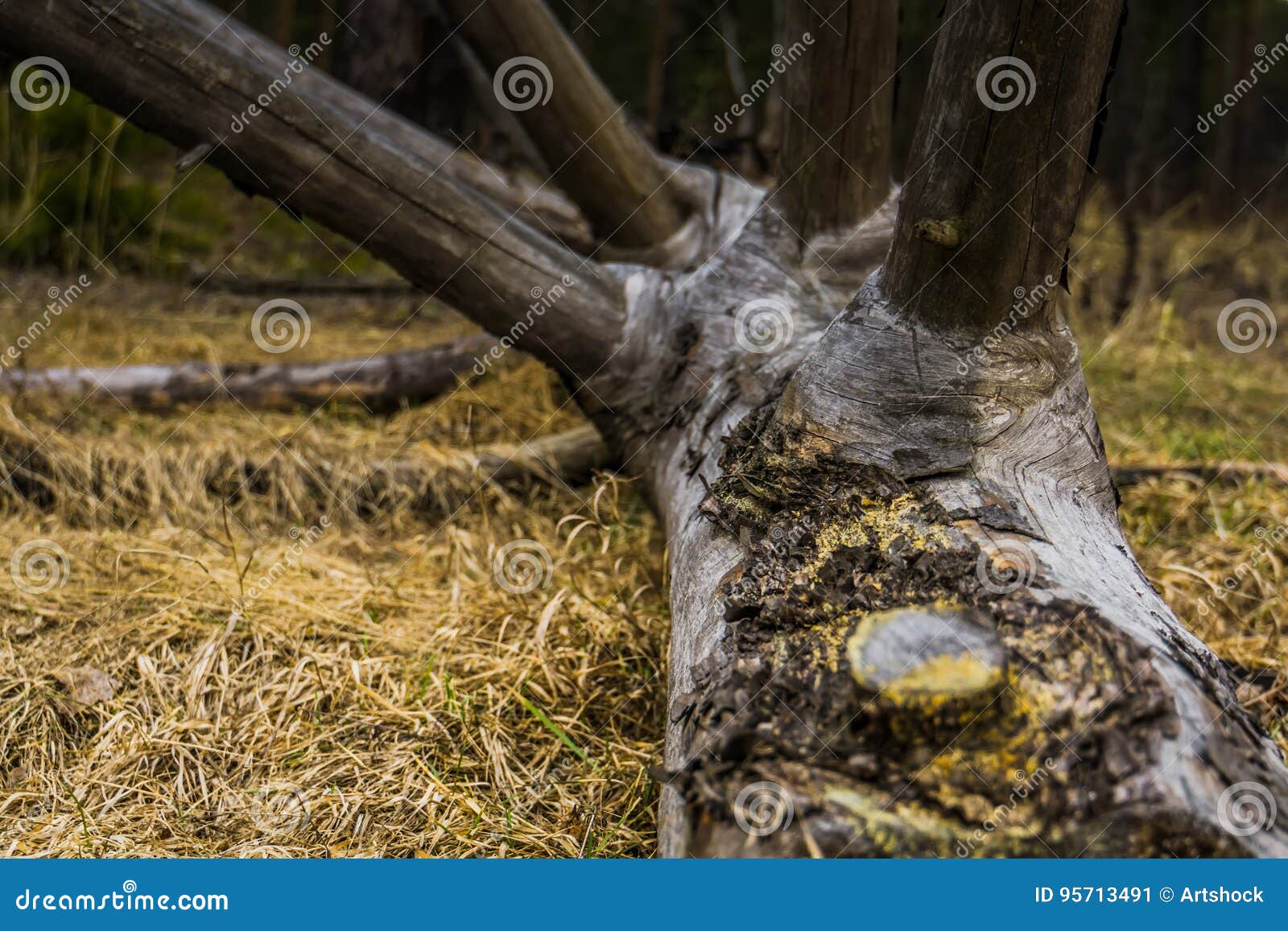 Broken Tree Branches stock image. Image of weather, park - 95713491