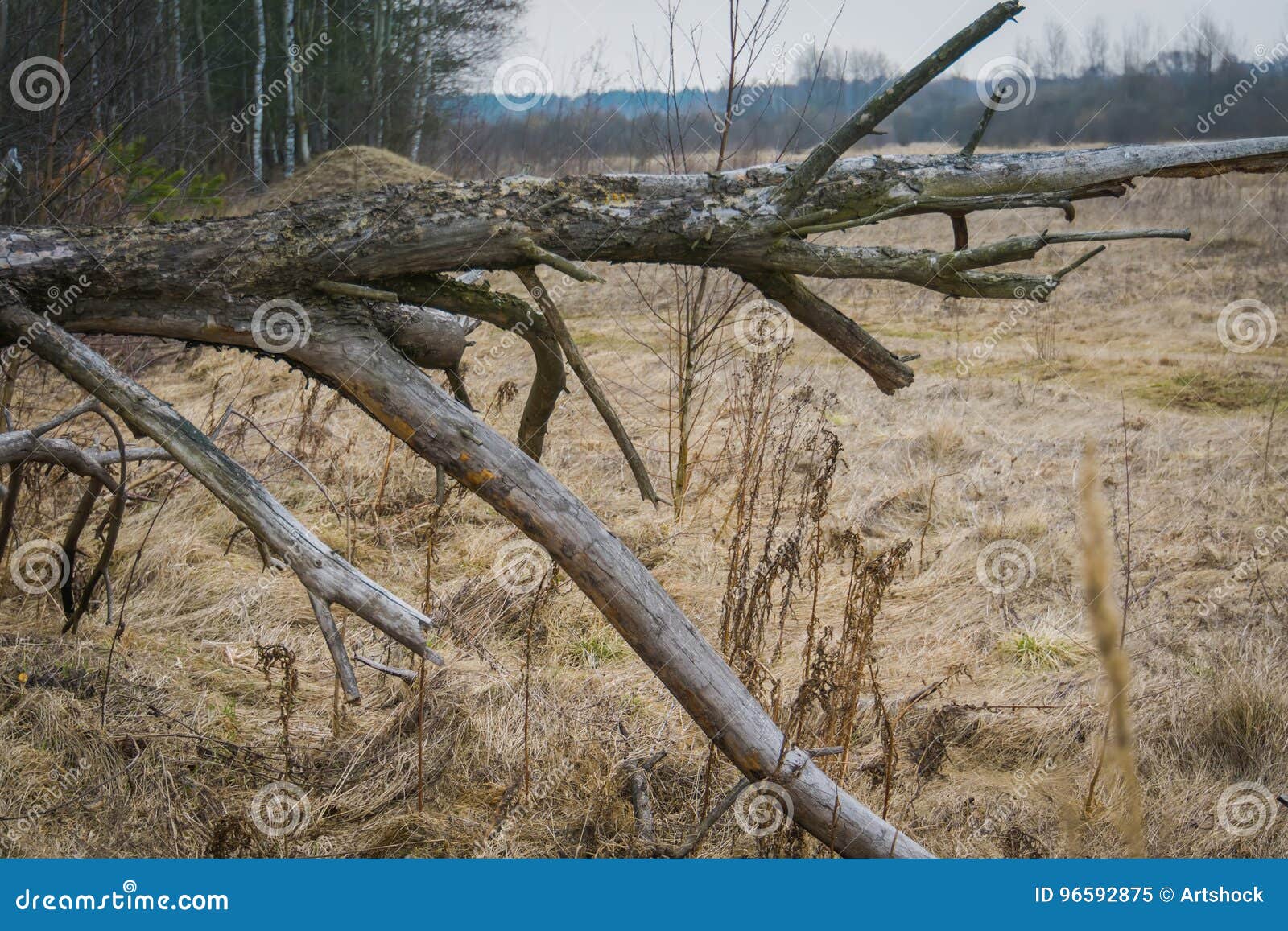 Broken Tree Branches stock image. Image of storm, ruined - 96592875