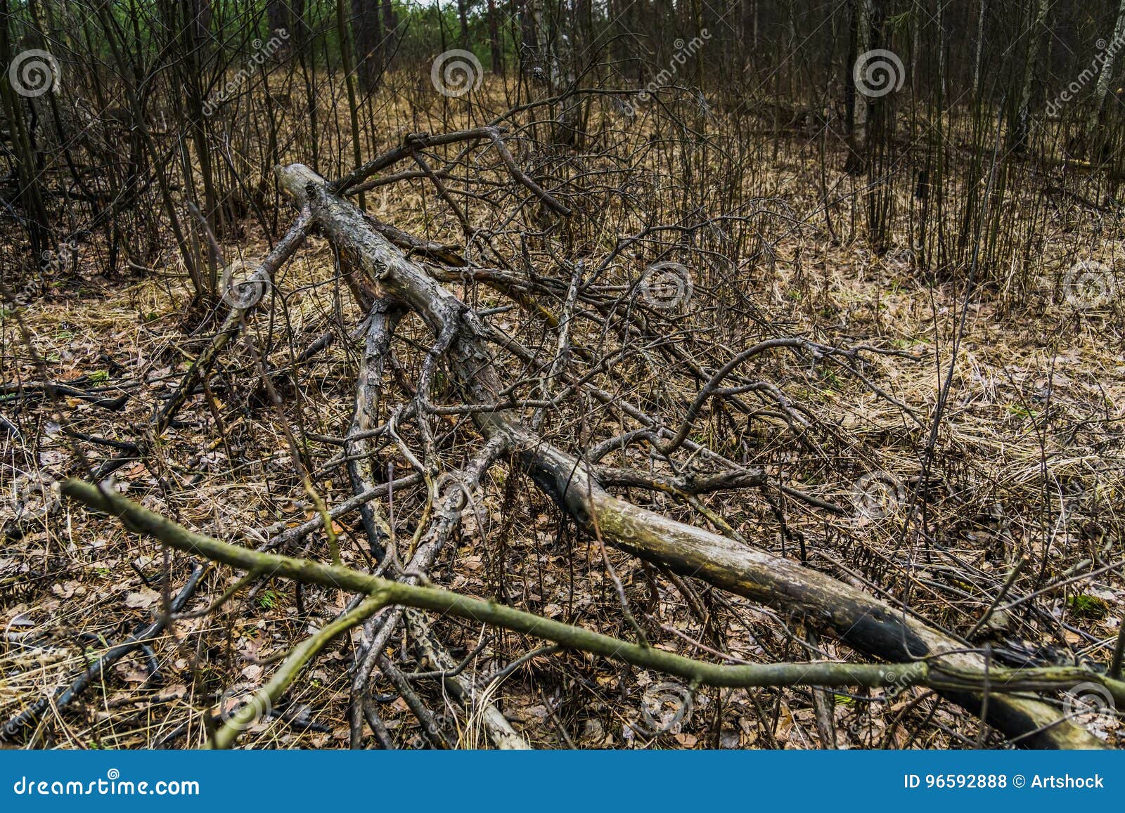 Broken Tree Branches stock photo. Image of damage, weather - 96592888