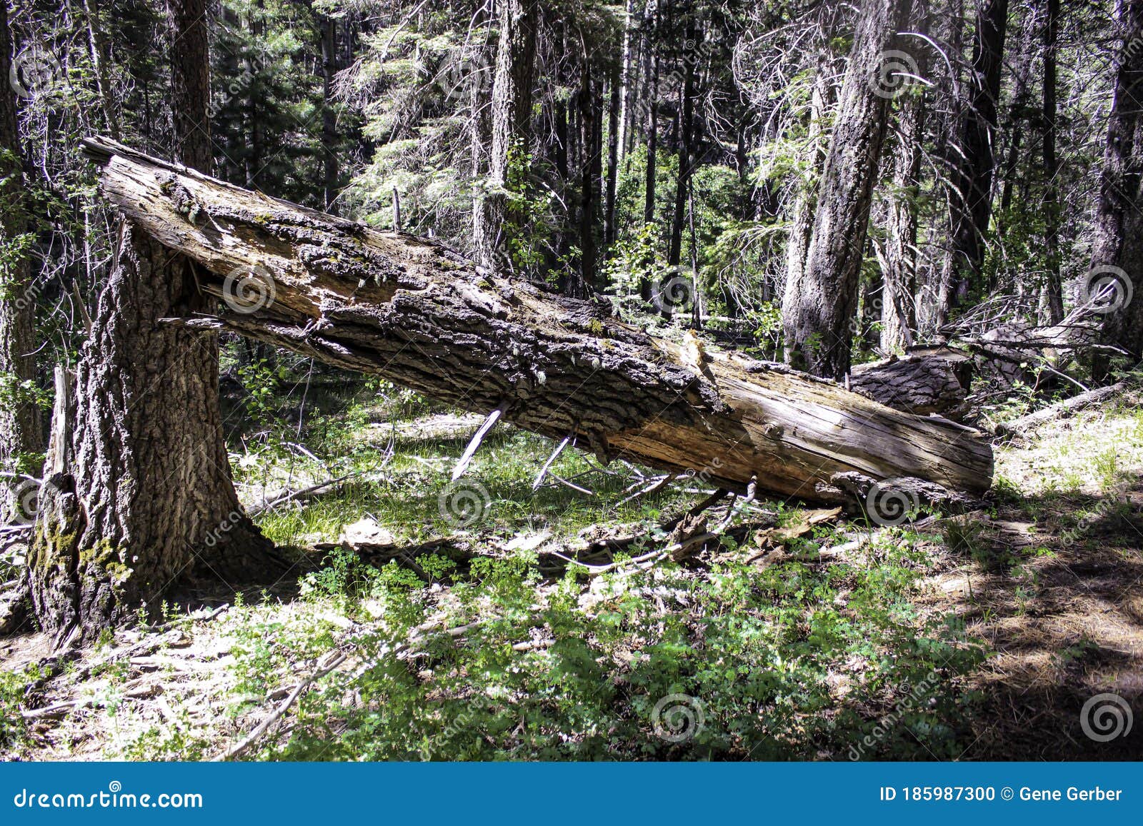 Broken Tree stock photo. Image of evergreen, wooded - 185987300