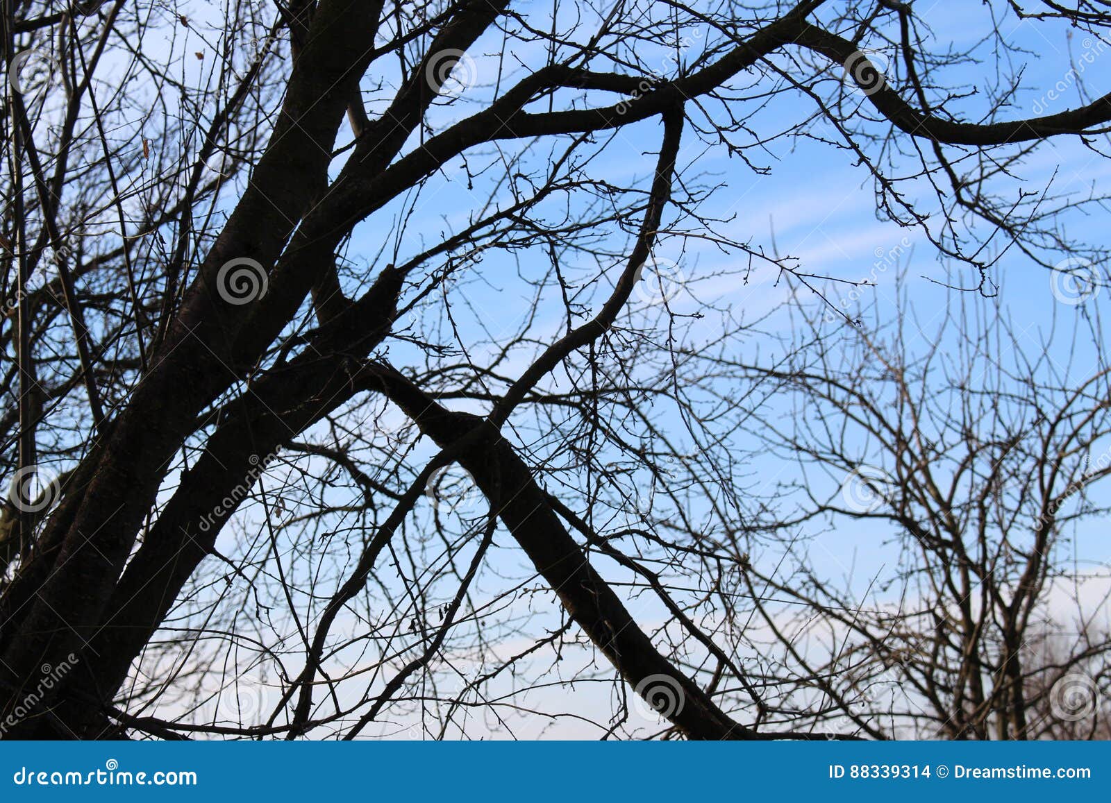 Broken tree stock photo. Image of plant, sleep, wind - 88339314