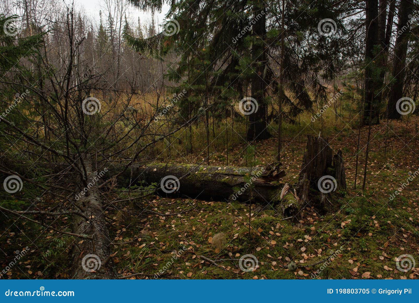 Broken tree stock image. Image of moss, brown, natural - 198803705