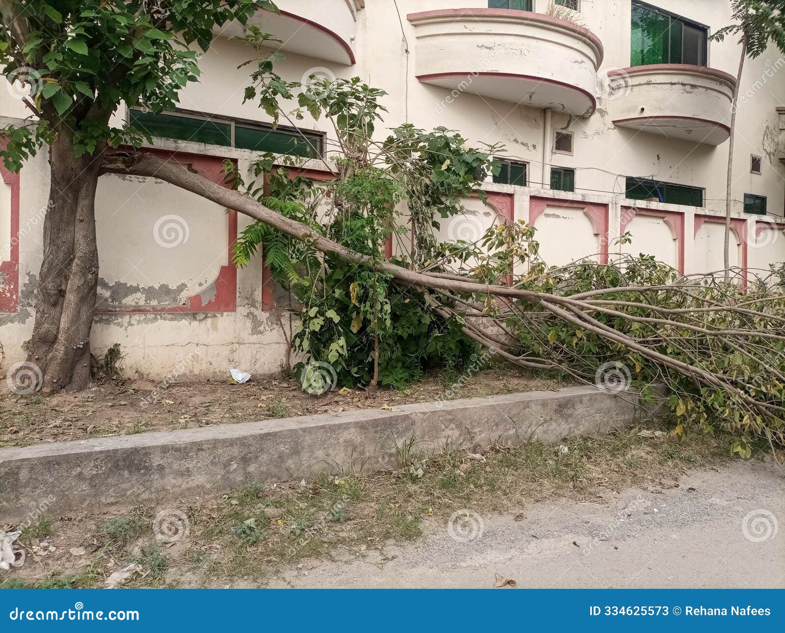 Broken Tree Caused by a Heavy Thunderstorm Stock Image - Image of ...