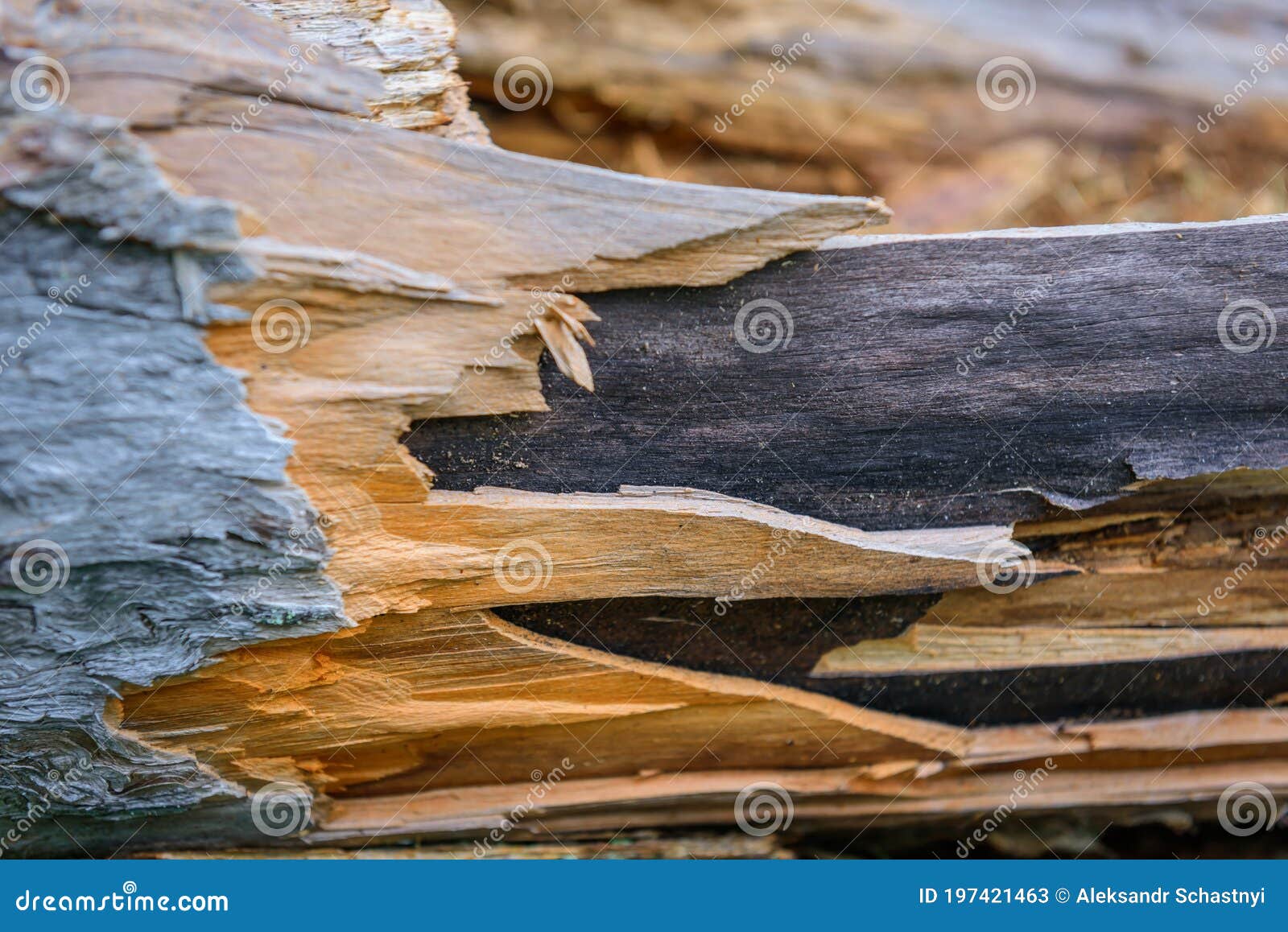 Broken Tree, Close-up. Destroyed Wood, Selective Focus. Natural Wood ...
