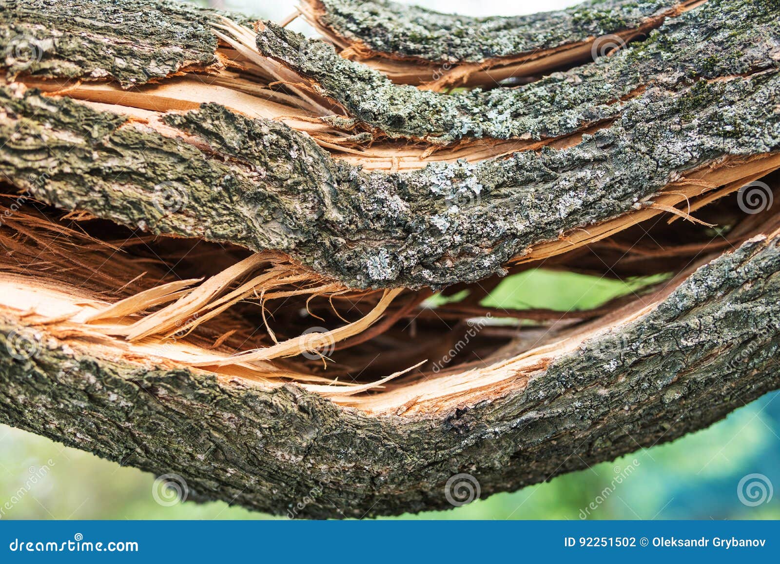 Broken Tree By The Beach Royalty-Free Stock Image | CartoonDealer.com ...