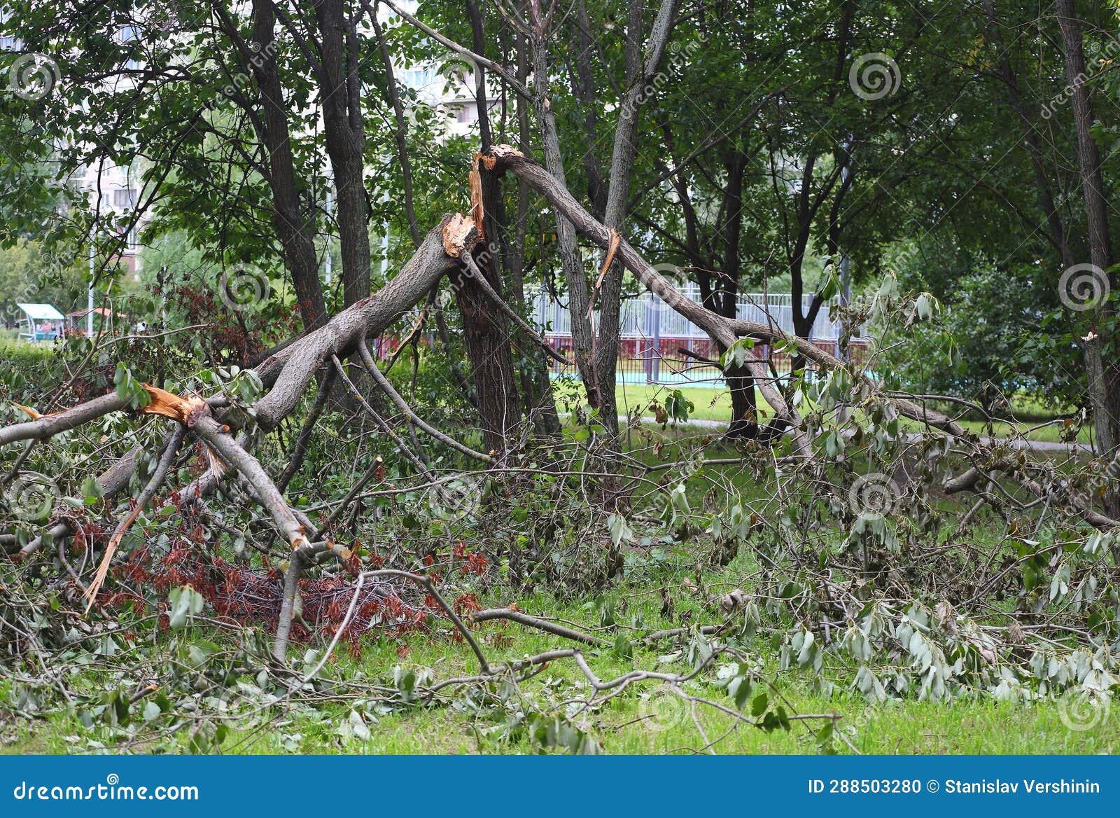 Broken Tree in the Courtyard of a Residential Building Stock Photo ...
