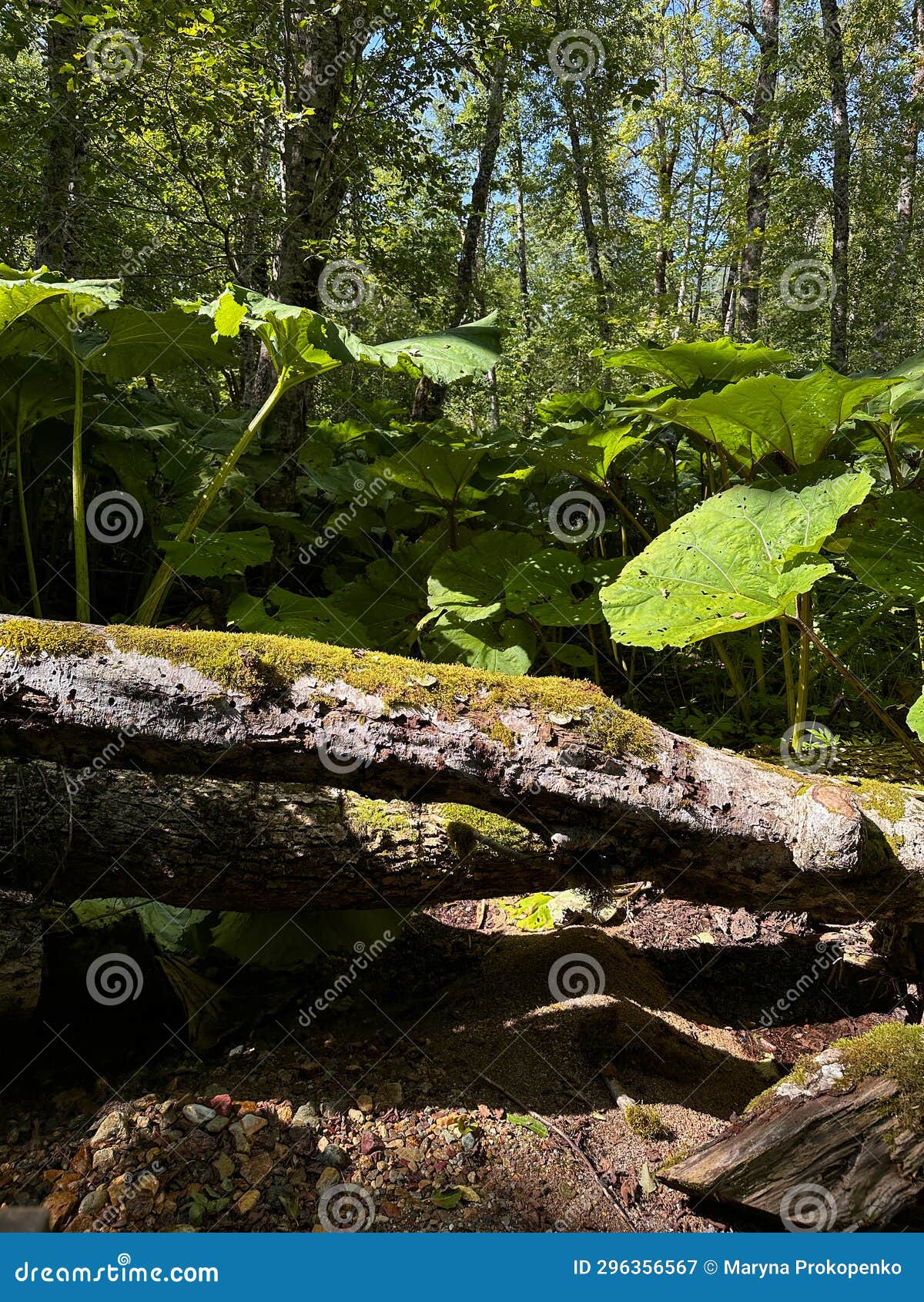 Broken Tree Covered with Moss Against Giant Sheets of Burdock Stock ...