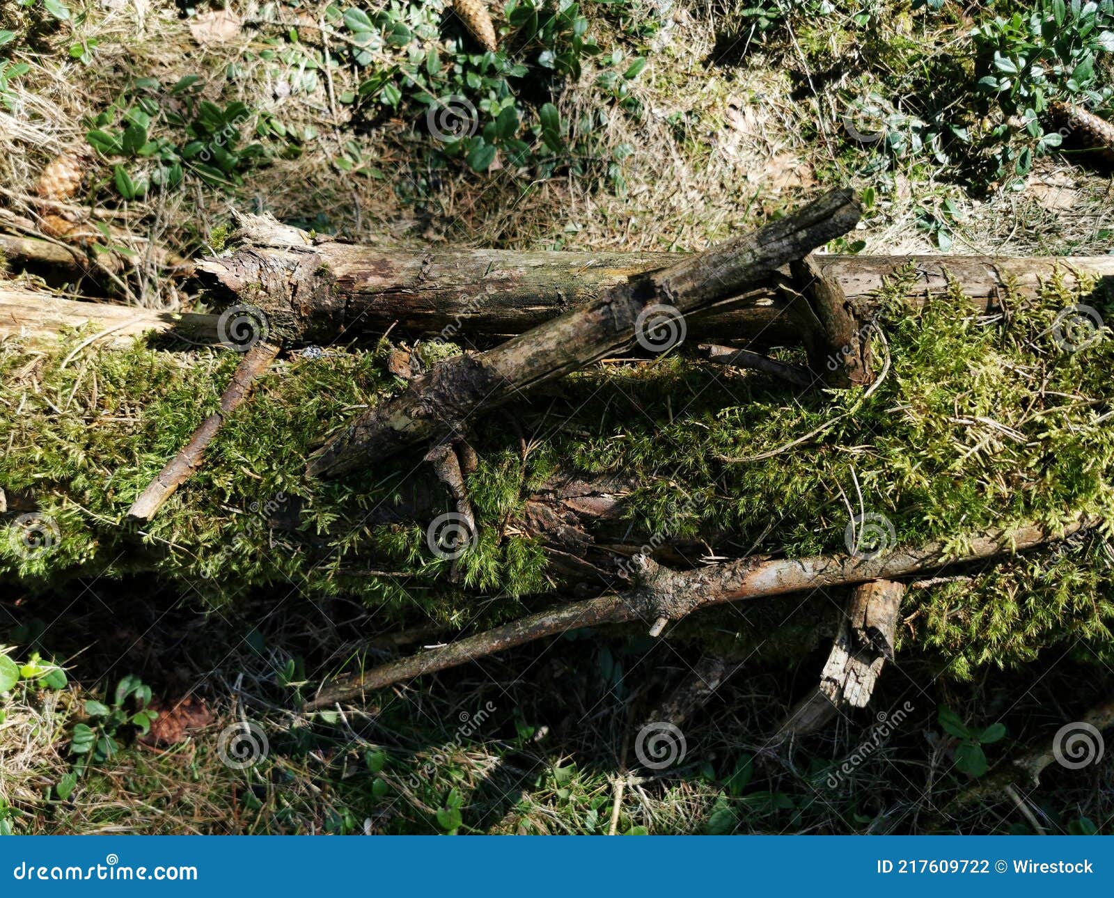 Broken Tree Covered with Moss in the Forest Stock Photo - Image of ...