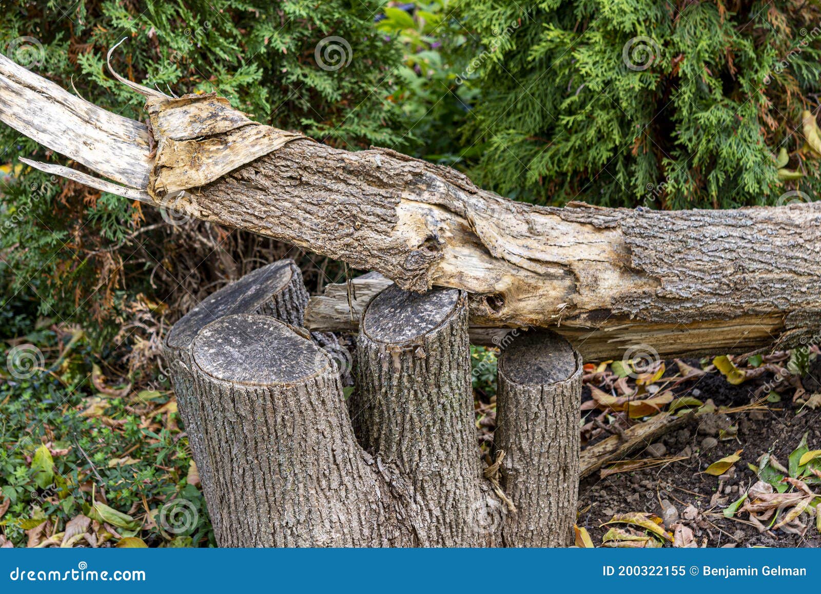Broken tree on a cut stump stock image. Image of brown - 200322155