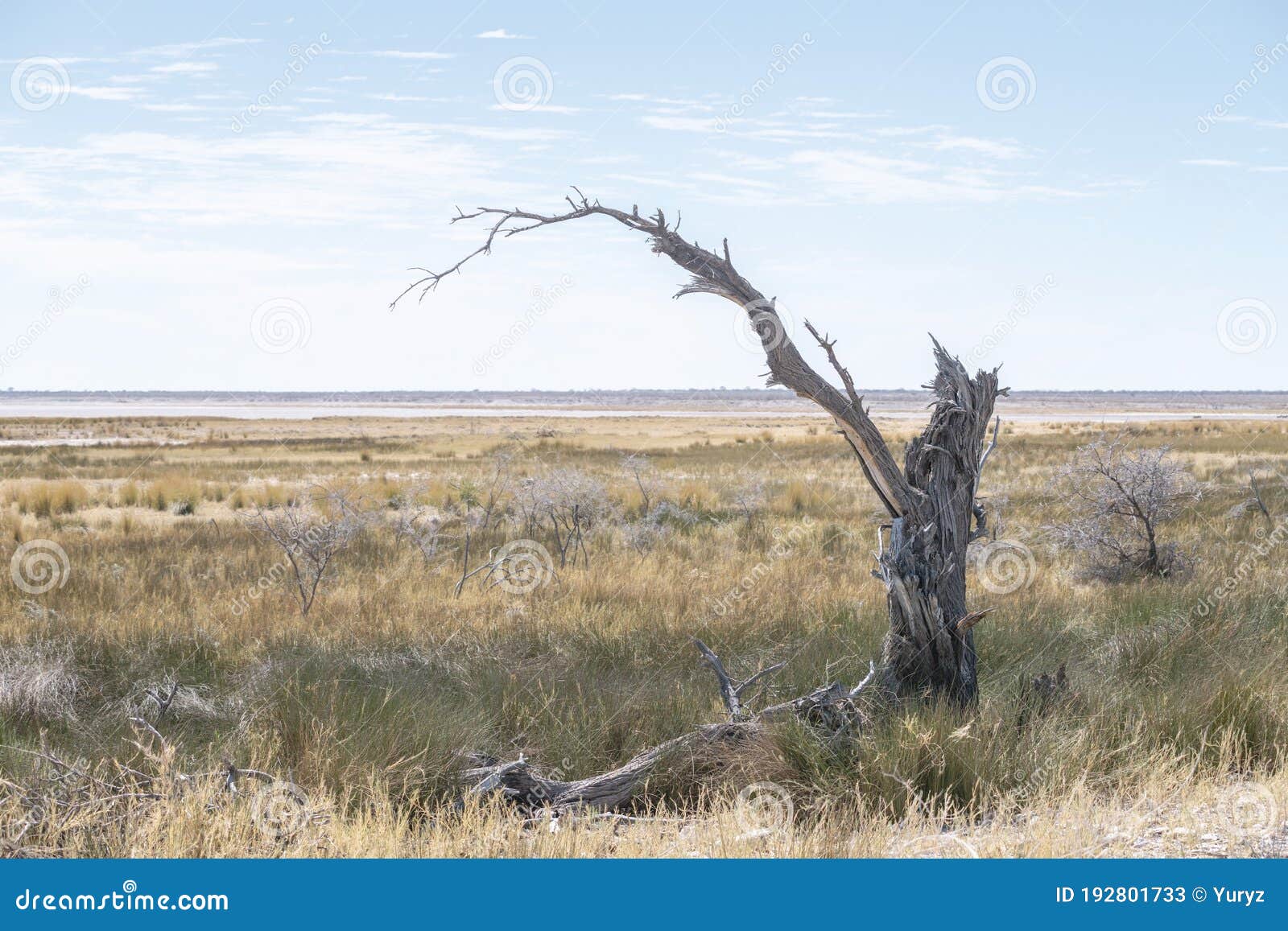 Desert tree broken stock image. Image of desert, tree - 192801733