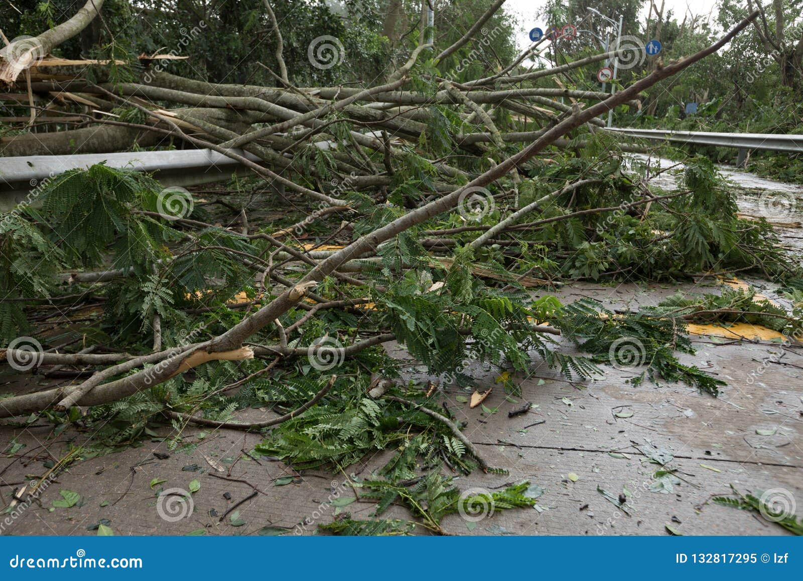Broken trees fall down stock image. Image of geography - 132817295