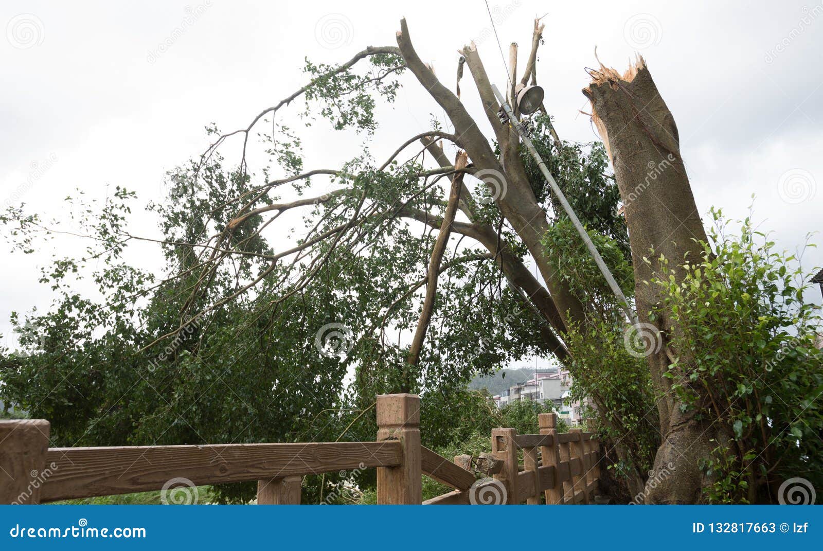 Broken tree fall down stock image. Image of climate - 132817663