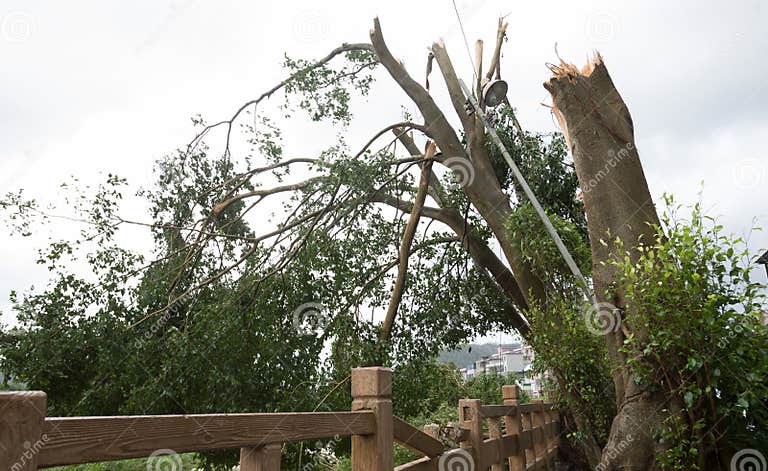 Broken tree fall down stock image. Image of climate - 132817663