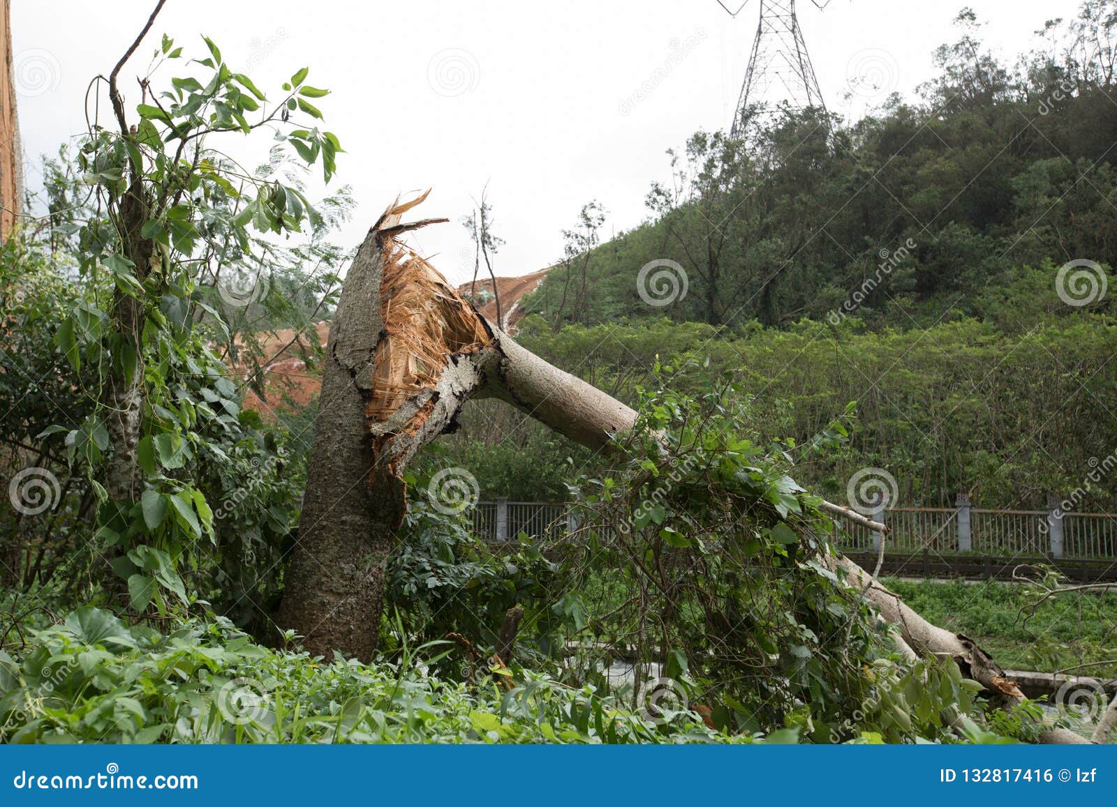 Broken trees fall down stock photo. Image of guangdong - 132817416