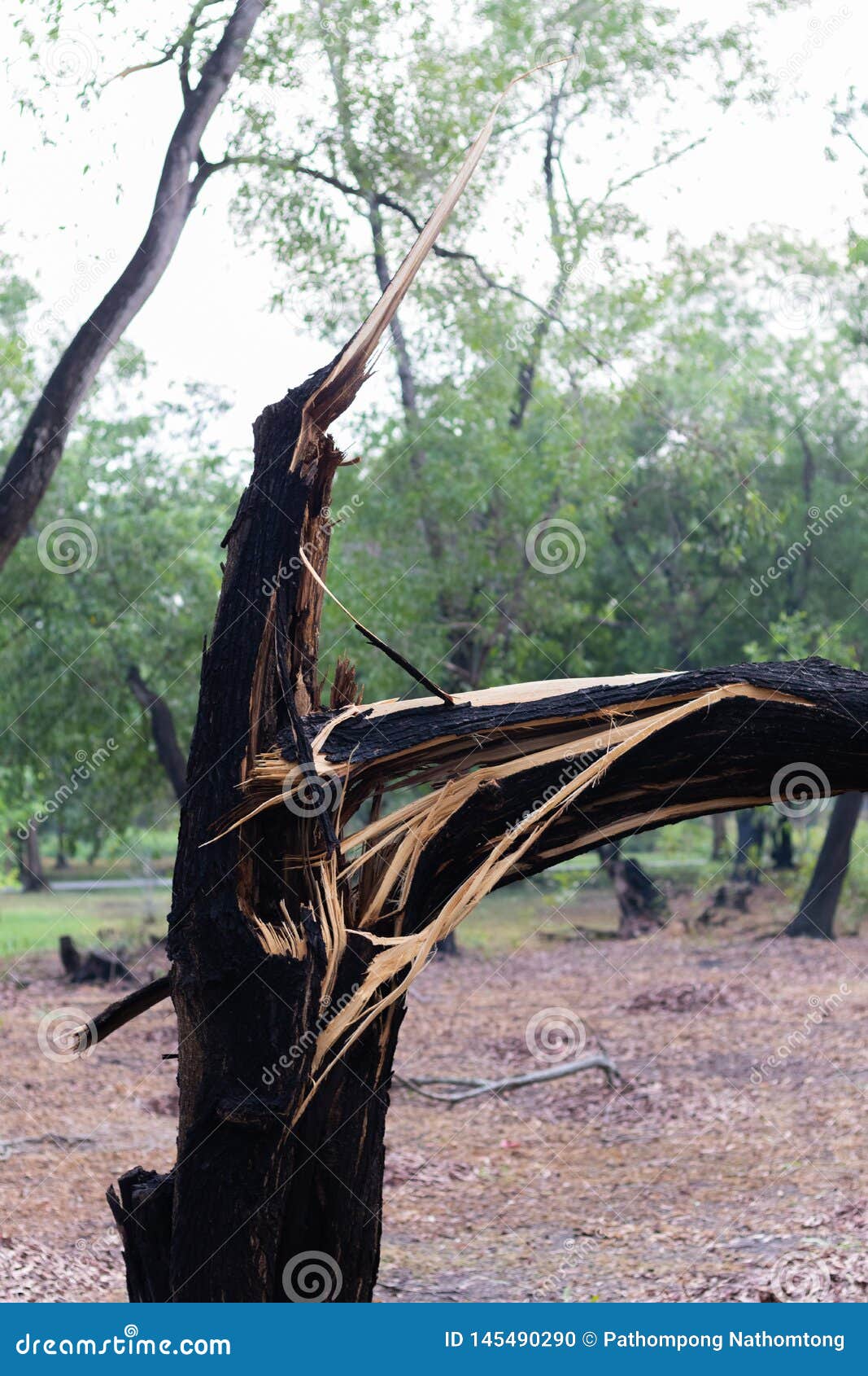 Broken Tree Fall Down after Heavy Storm Stock Photo - Image of ...