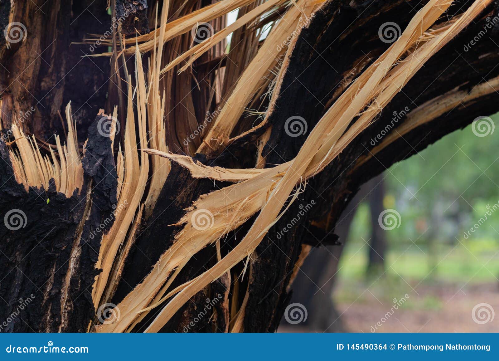 Broken Tree Fall Down after Heavy Storm Stock Photo - Image of fall ...