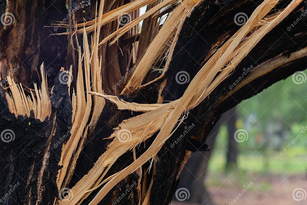 Broken Tree Fall Down after Heavy Storm Stock Photo - Image of fall ...