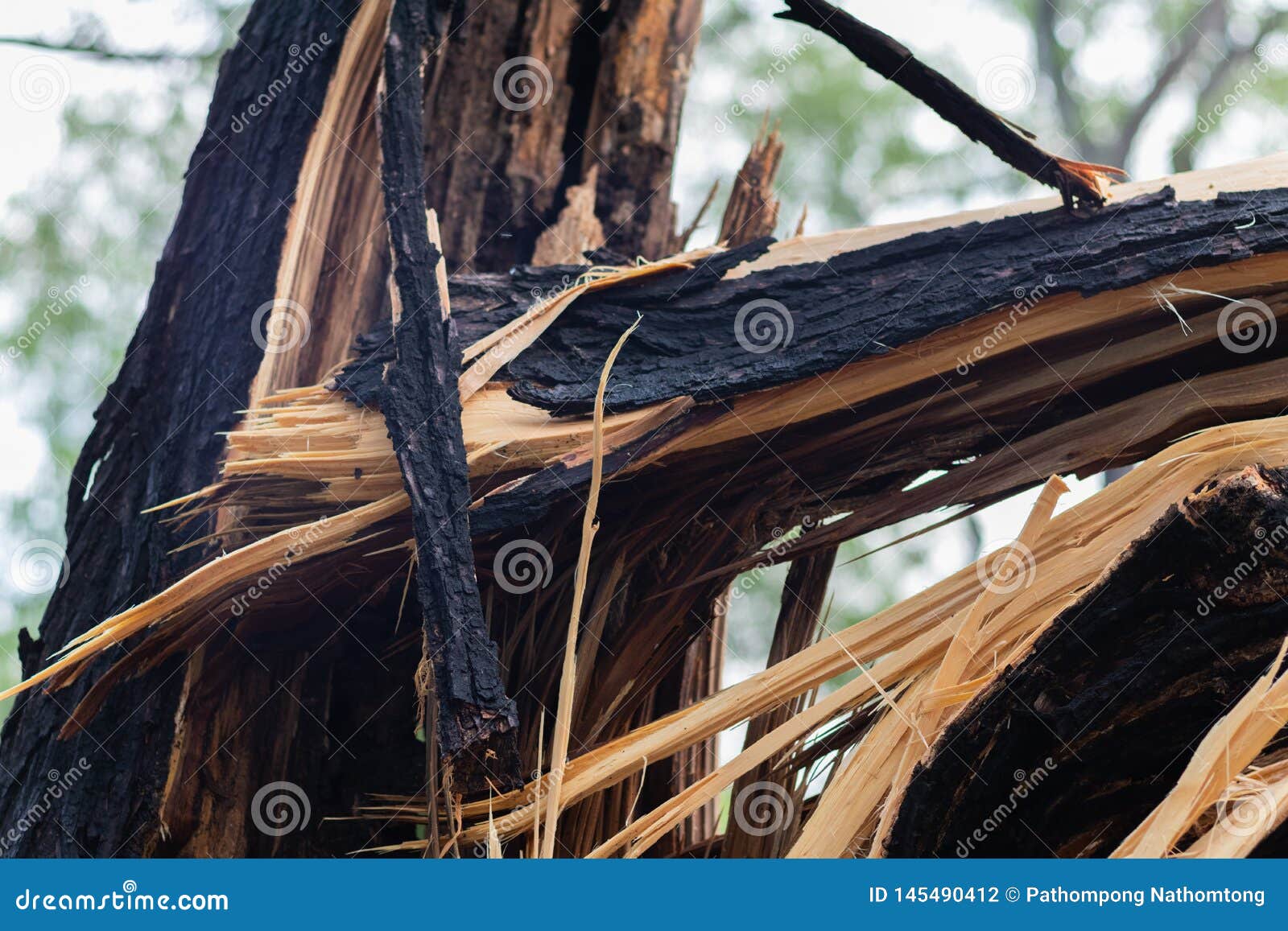Broken Tree Fall Down after Heavy Storm Stock Photo - Image of ...