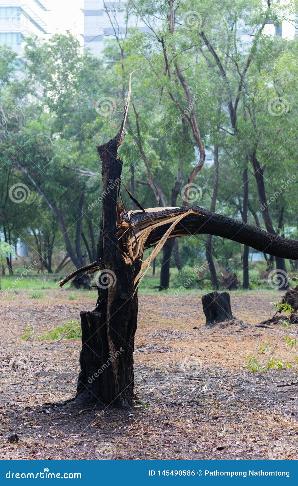 Broken Tree Fall Down after Heavy Storm Stock Photo - Image of empty ...