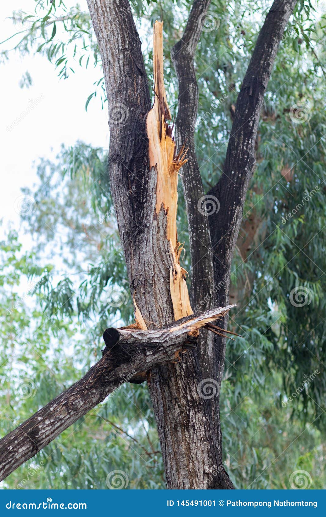 Broken Tree Fall Down after Heavy Storm Stock Image - Image of hong ...