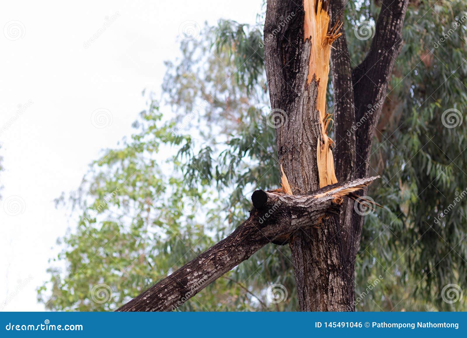 Broken Tree Fall Down after Heavy Storm Stock Photo - Image of danger ...