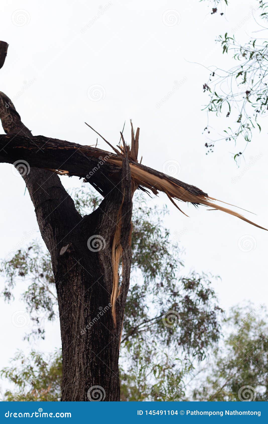 Broken Tree Fall Down after Heavy Storm Stock Photo - Image of hong ...