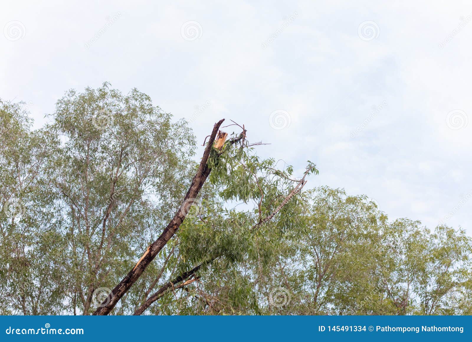 Broken Tree Fall Down after Heavy Storm Stock Photo - Image of heavy ...